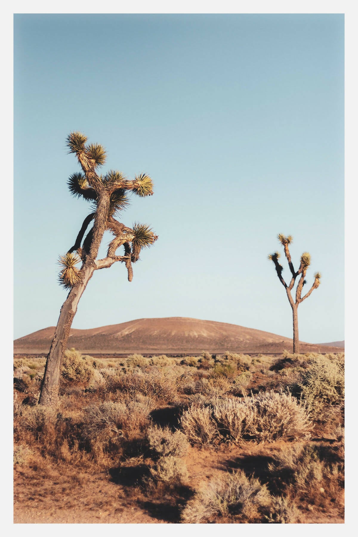 Joshua Trees Postcard Print